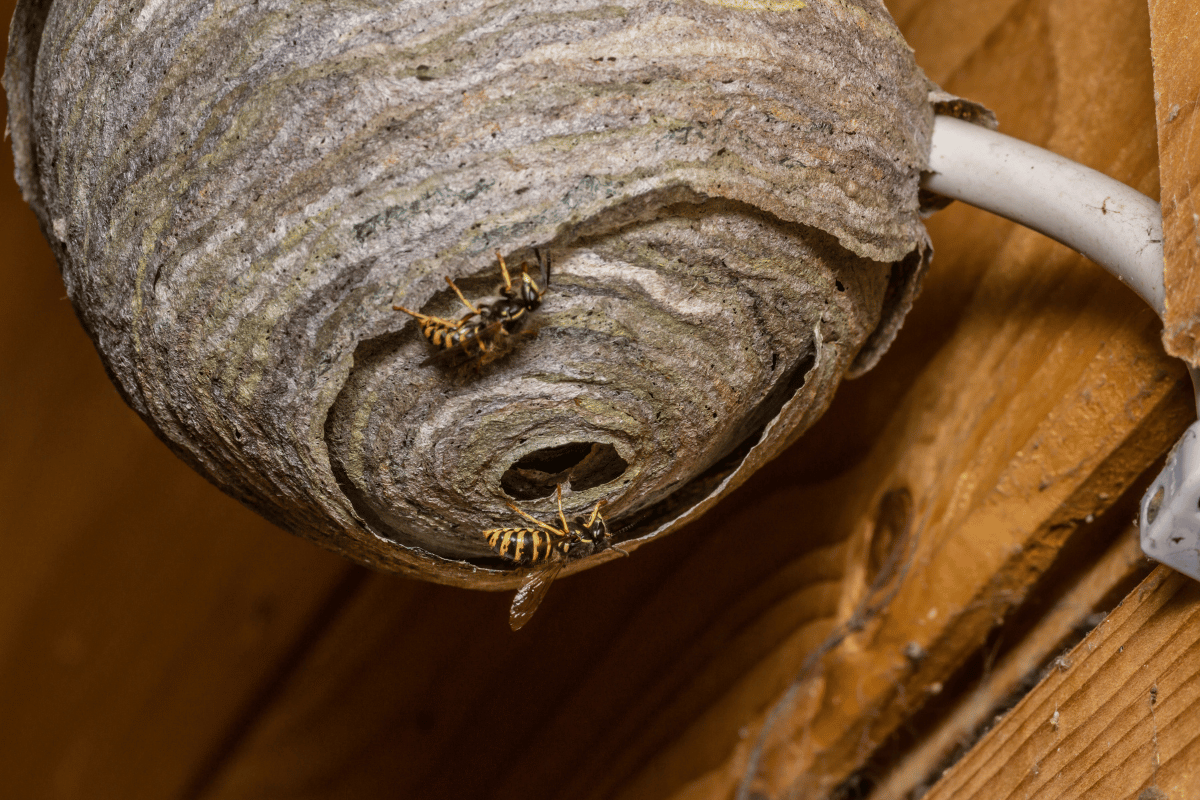 How to Prevent Wasp Nests on House | Western Termite Solutions